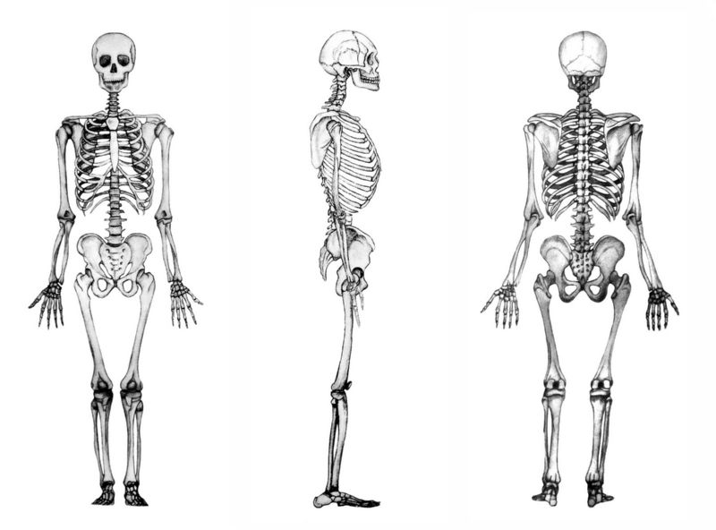 ANATOMÍA HUMANA, ESTUDIO DE LA CIENCIA, RAMAS Y EVOLUCIÓN