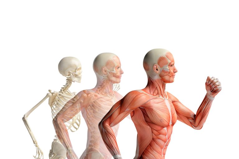 ANATOMÍA HUMANA, ESTUDIO DE LA CIENCIA, RAMAS Y EVOLUCIÓN