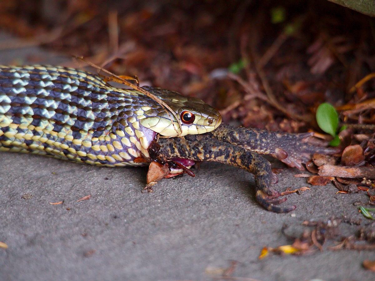 ¿CONOCES LA NUTRICIÓN HETERÓTROFA? ETAPAS Y MUCHO MÁS