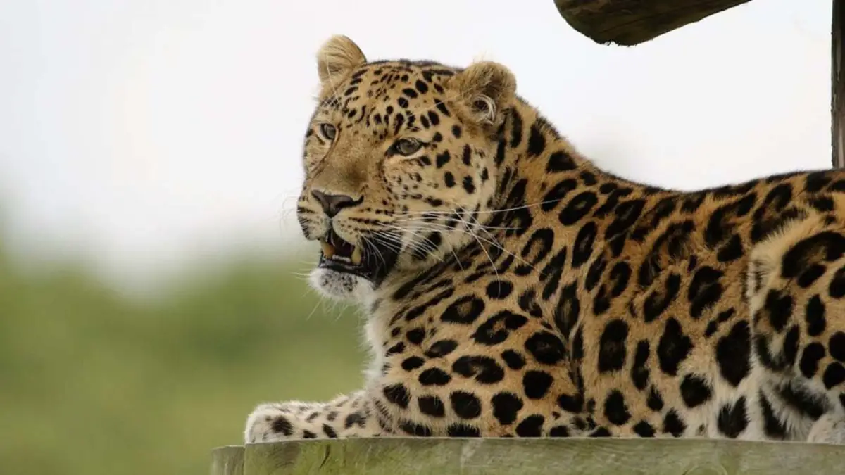 ¿CONOCES LA NUTRICIÓN HETERÓTROFA? ETAPAS Y MUCHO MÁS